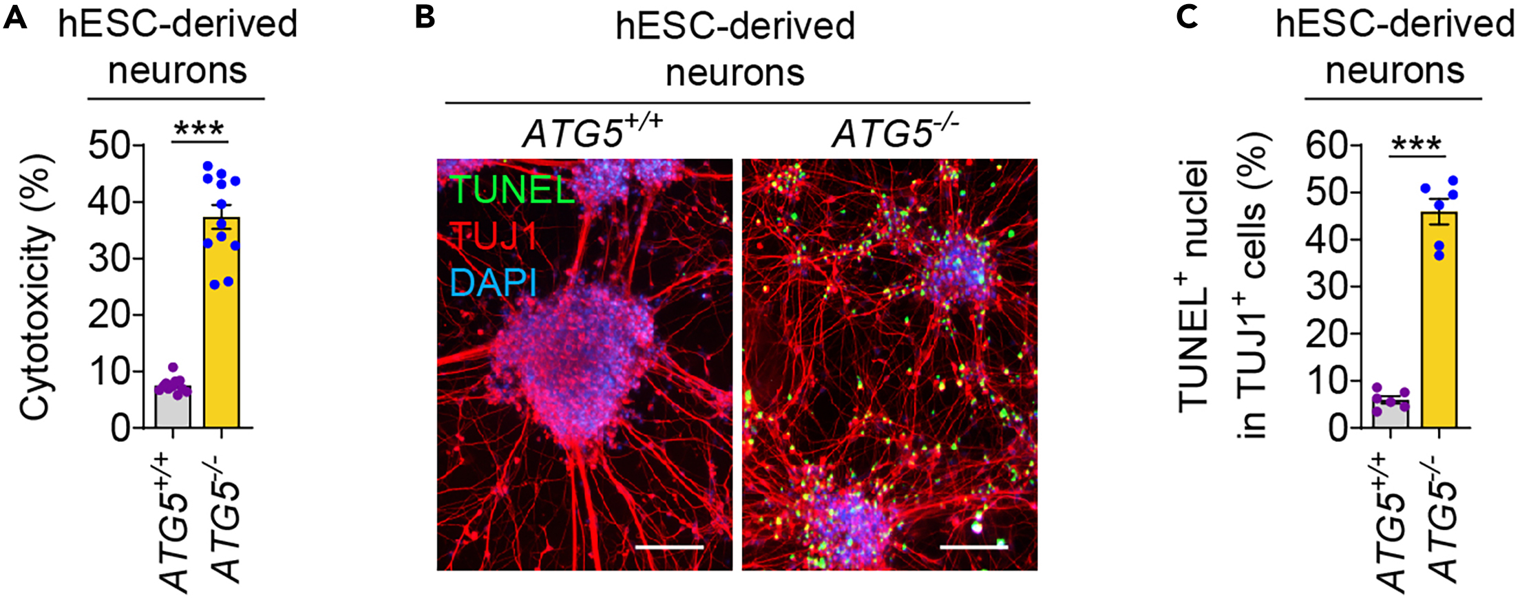 Cell Press: STAR Protocols