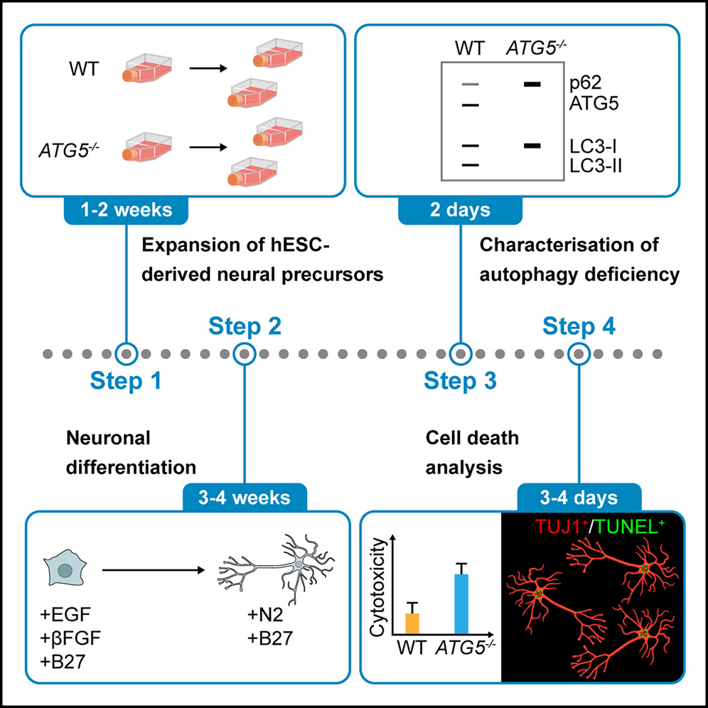 Cell Press: STAR Protocols