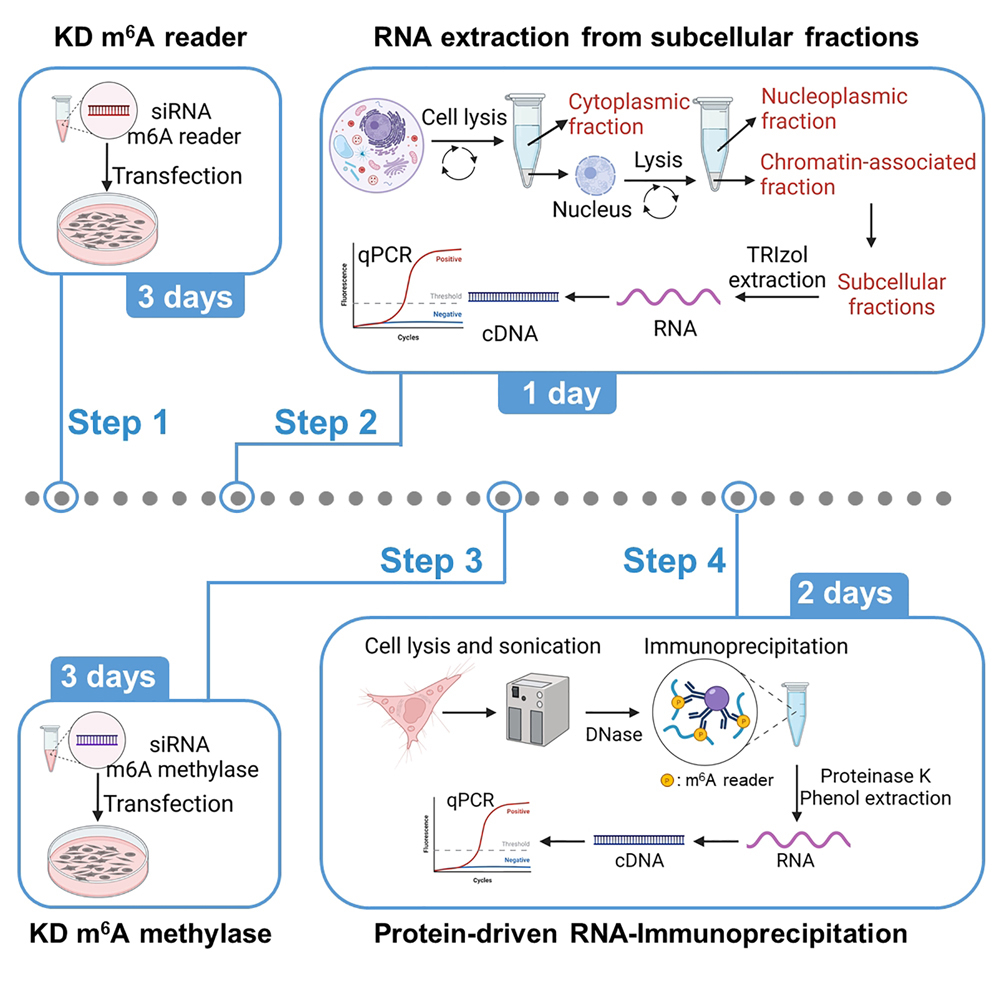 Cell Press: STAR Protocols