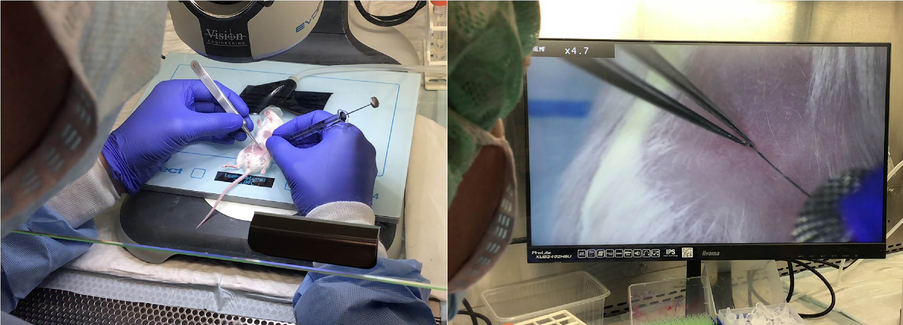 Cell Press: STAR Protocols