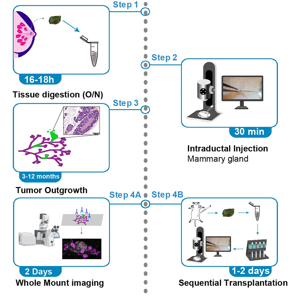 Cell Press: STAR Protocols