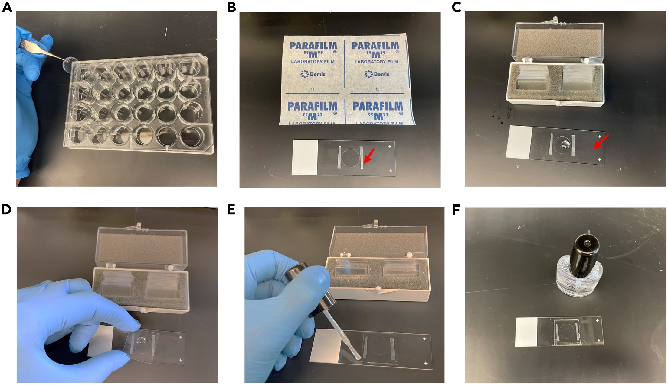 Cell Press: STAR Protocols