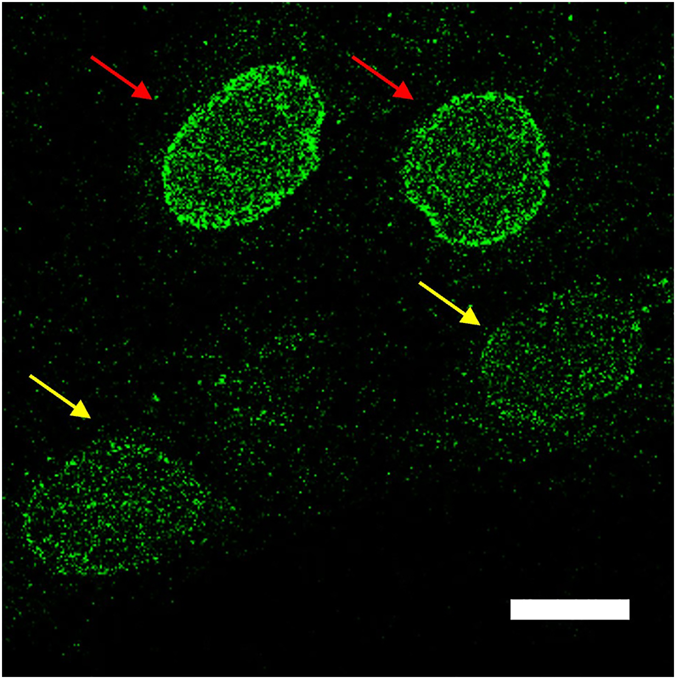 Cell Press: STAR Protocols