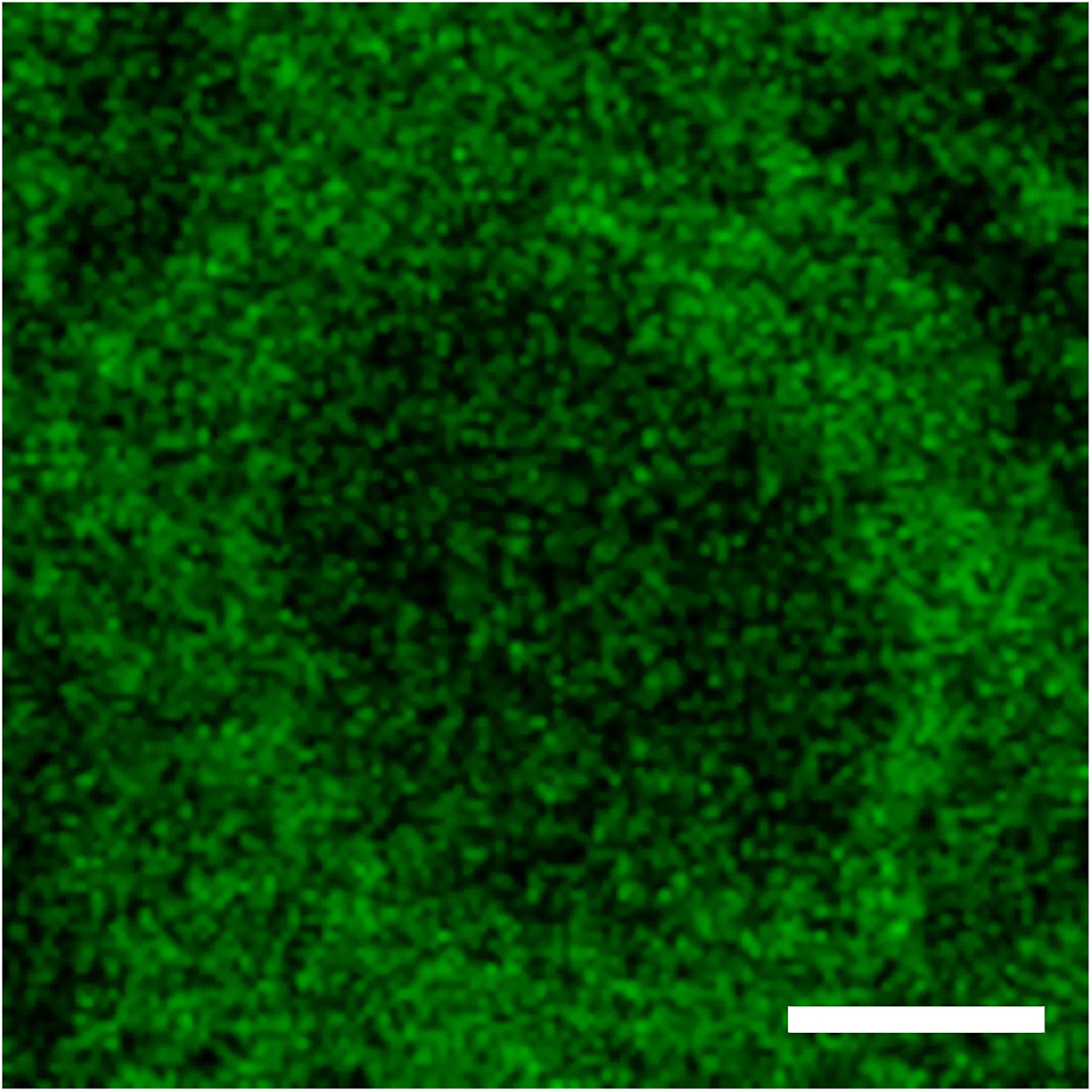 Cell Press: STAR Protocols
