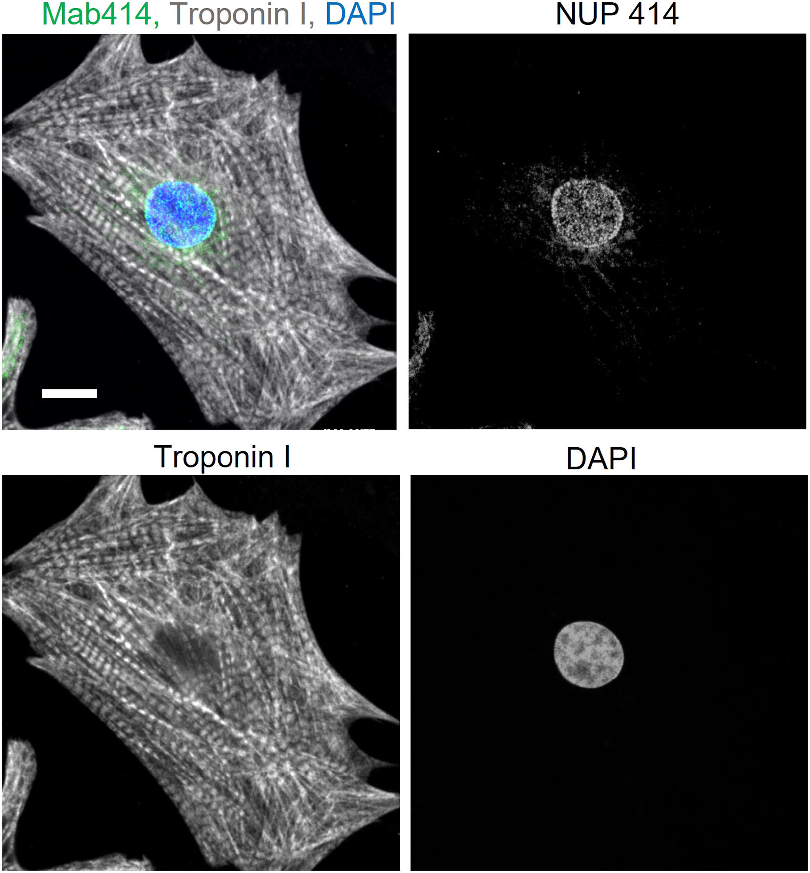 Cell Press: STAR Protocols