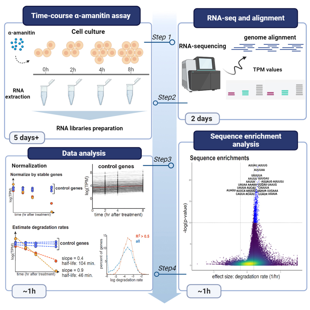 Cell Press: STAR Protocols