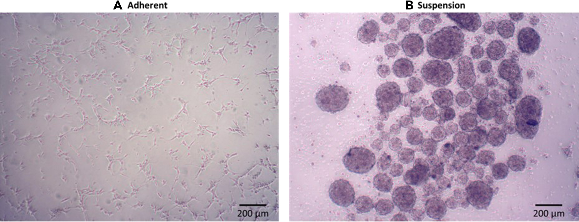Cell Press: STAR Protocols