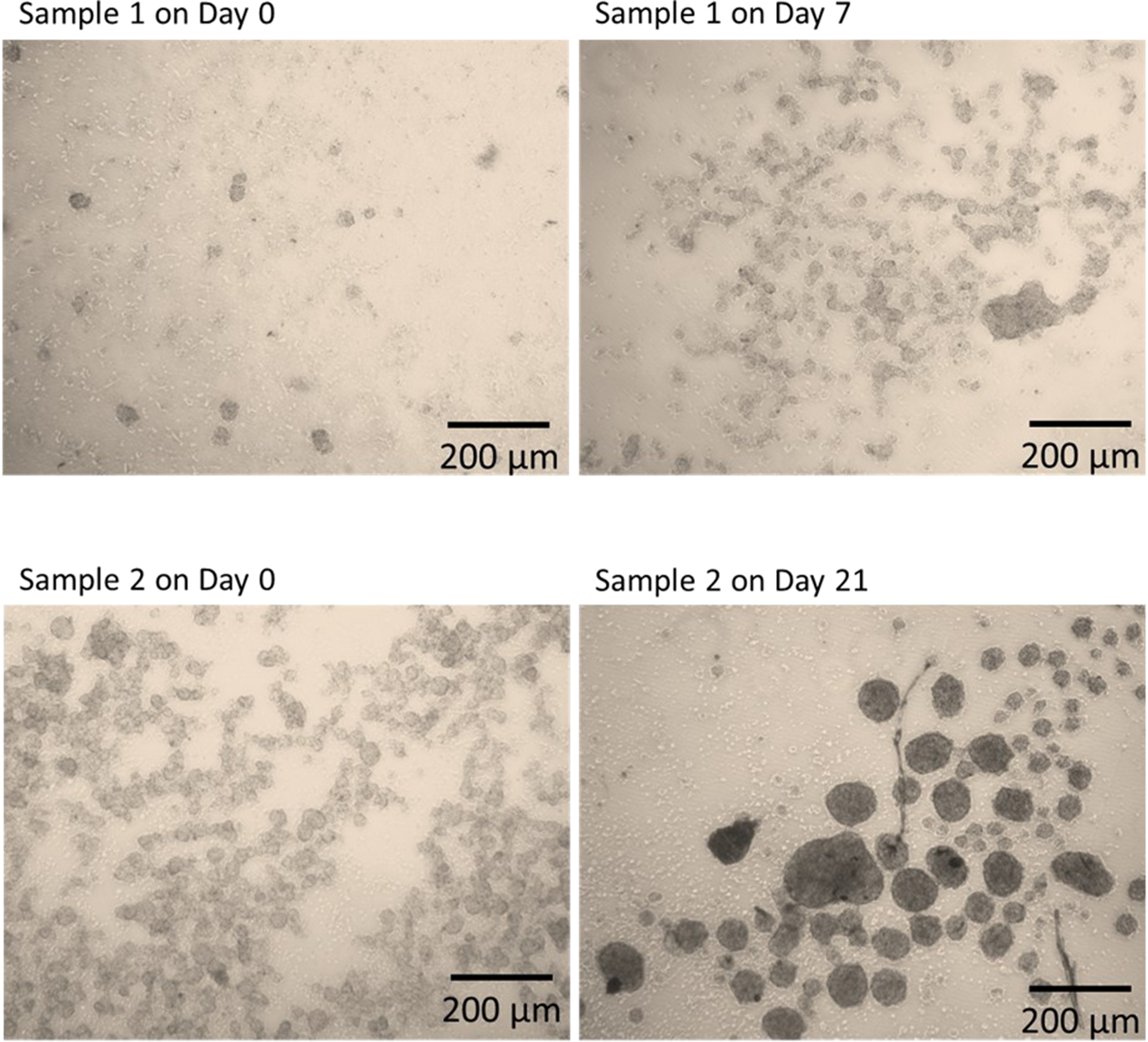 Cell Press: STAR Protocols