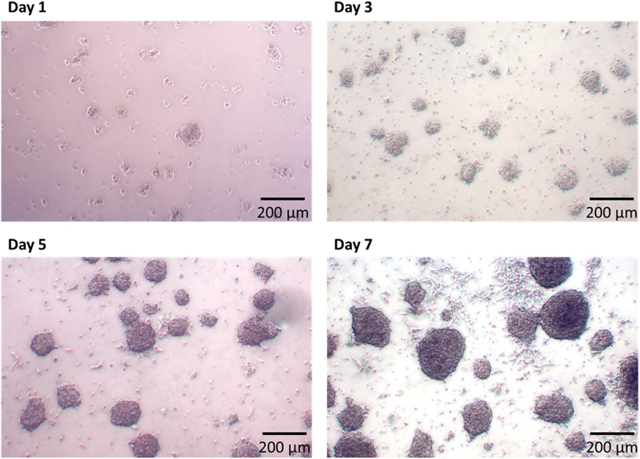 Cell Press: STAR Protocols