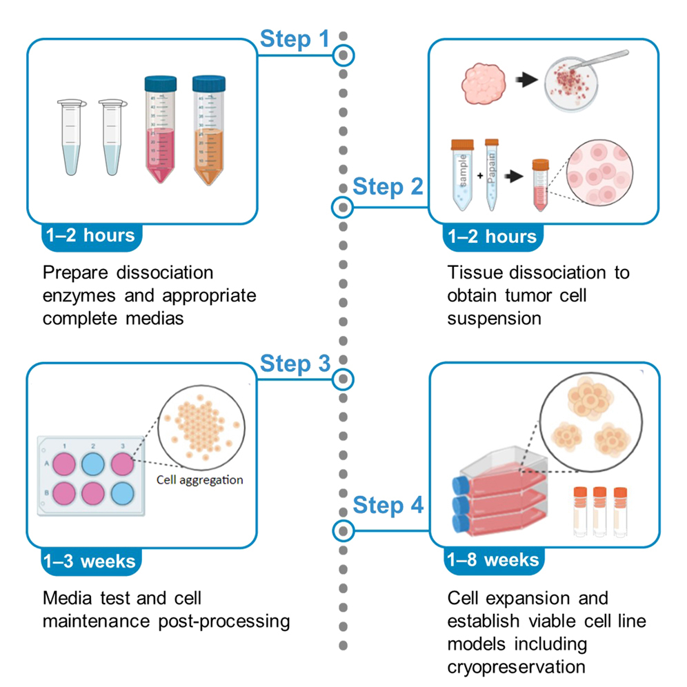 Cell Press: STAR Protocols