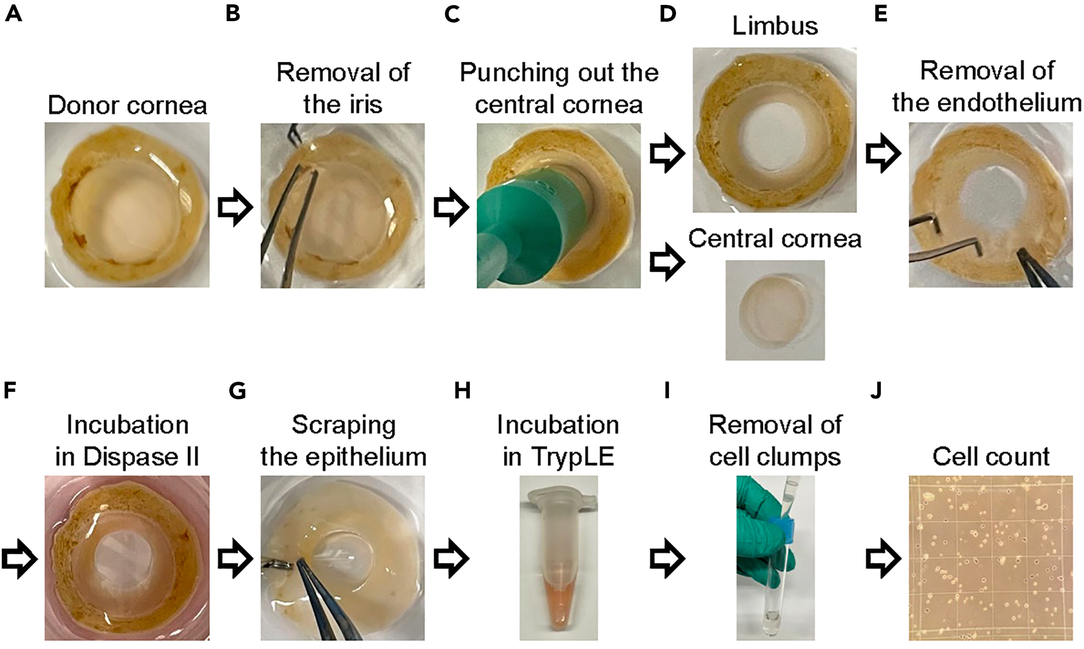 Cell Press: STAR Protocols