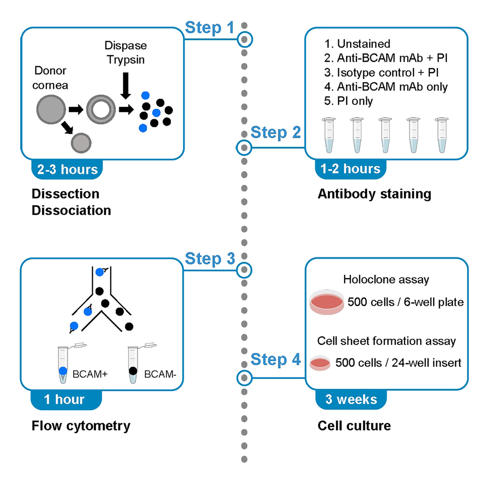 Cell Press: STAR Protocols