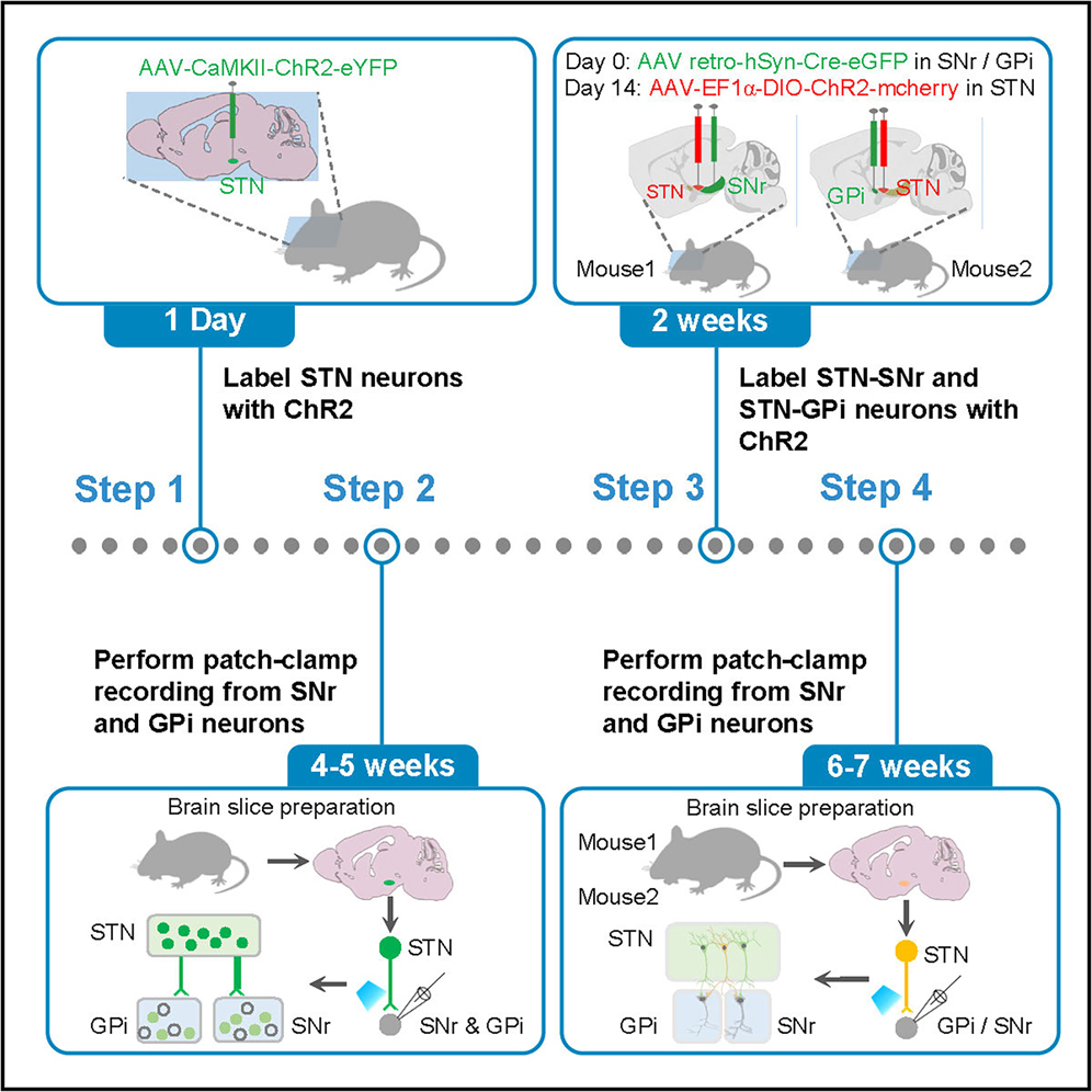 Cell Press: STAR Protocols