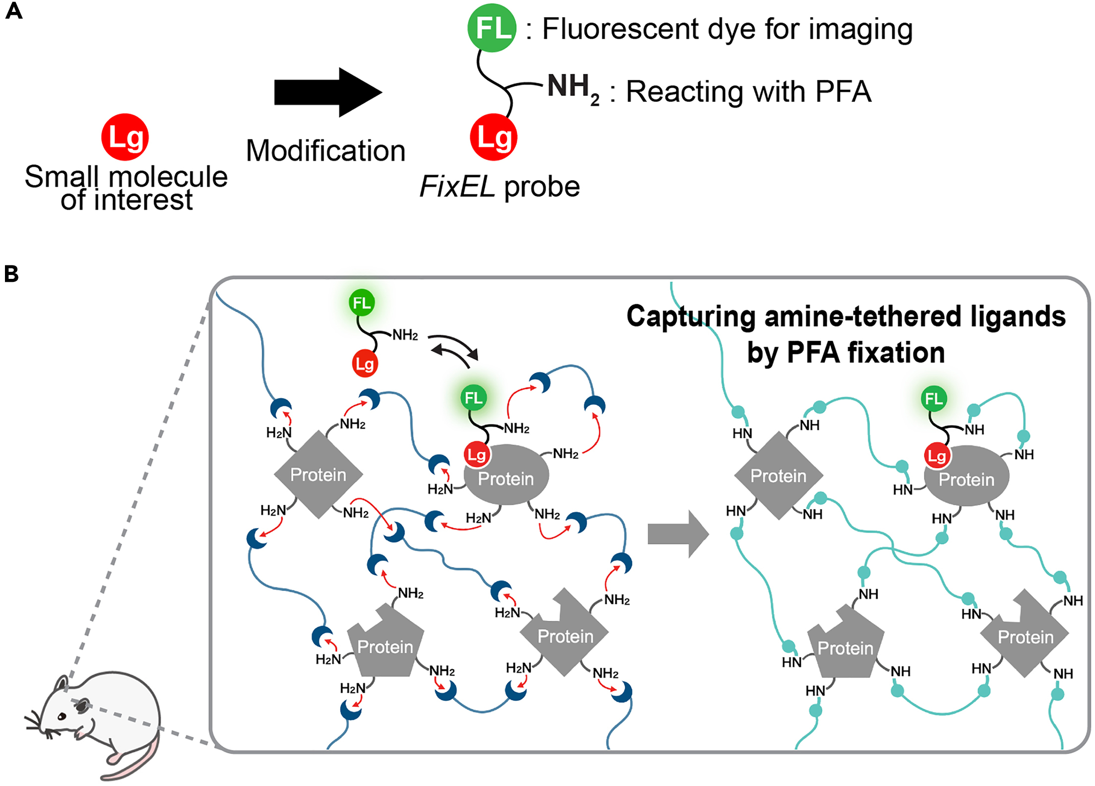 Cell Press: STAR Protocols