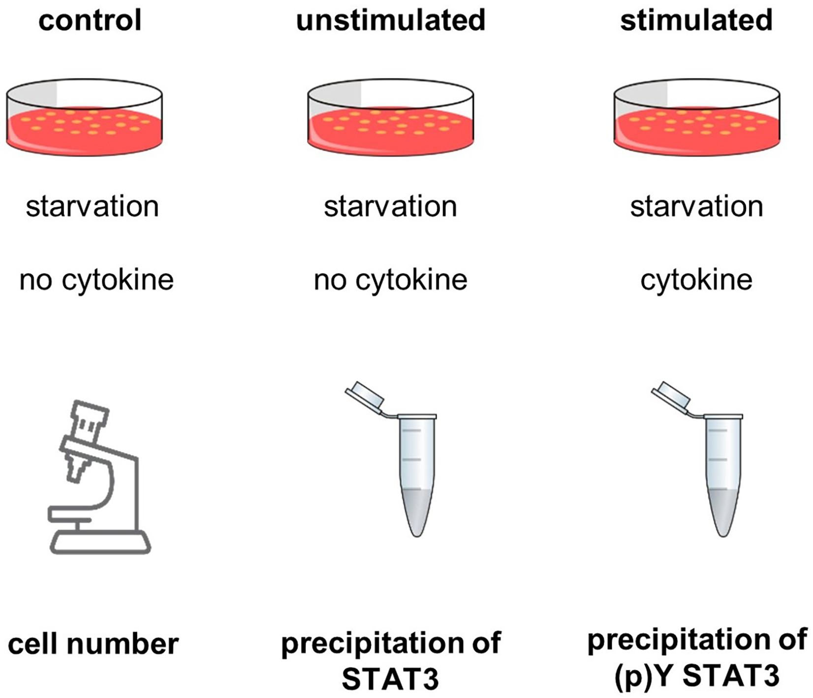 Cell Press: STAR Protocols