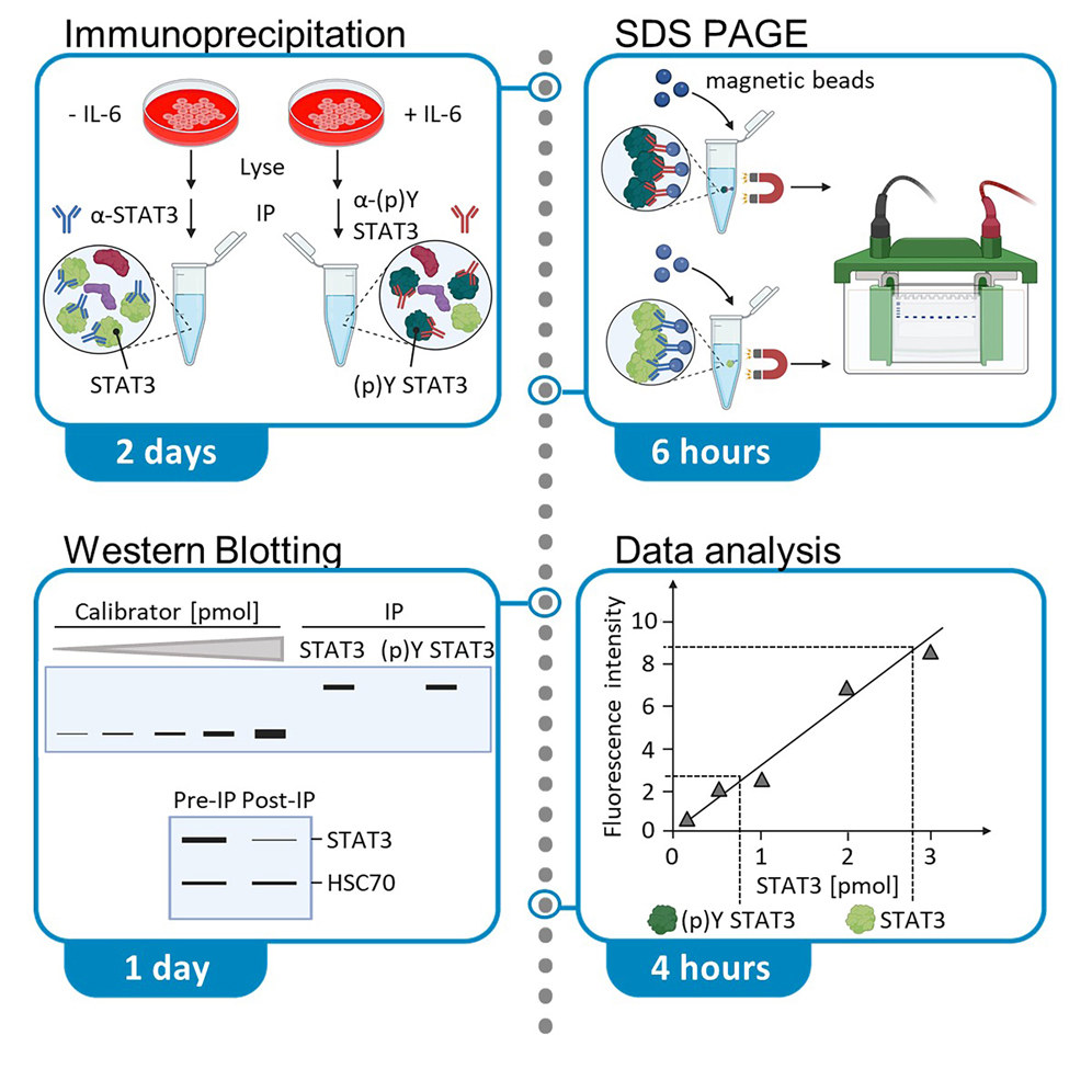 Cell Press: STAR Protocols