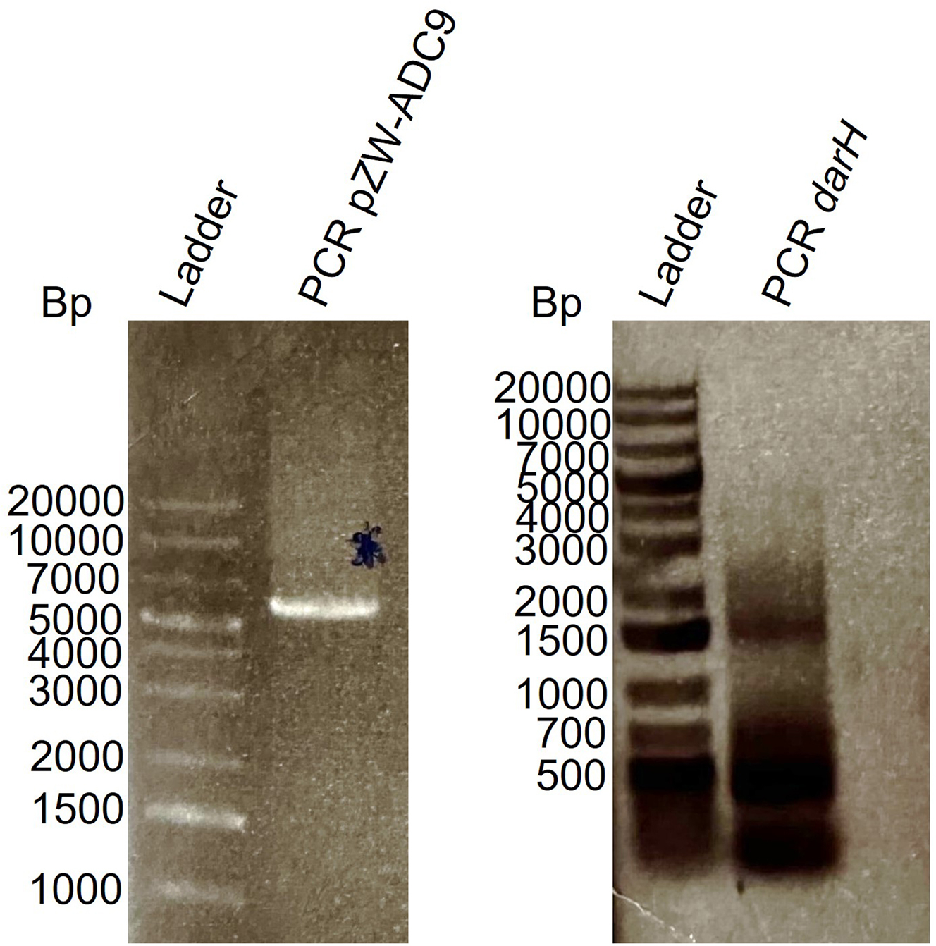 Cell Press: STAR Protocols