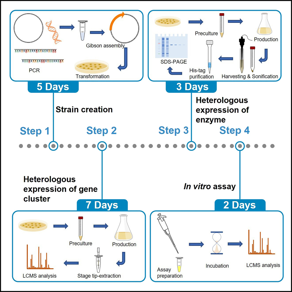 Cell Press: STAR Protocols