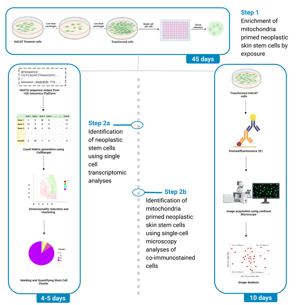 Cell Press: STAR Protocols