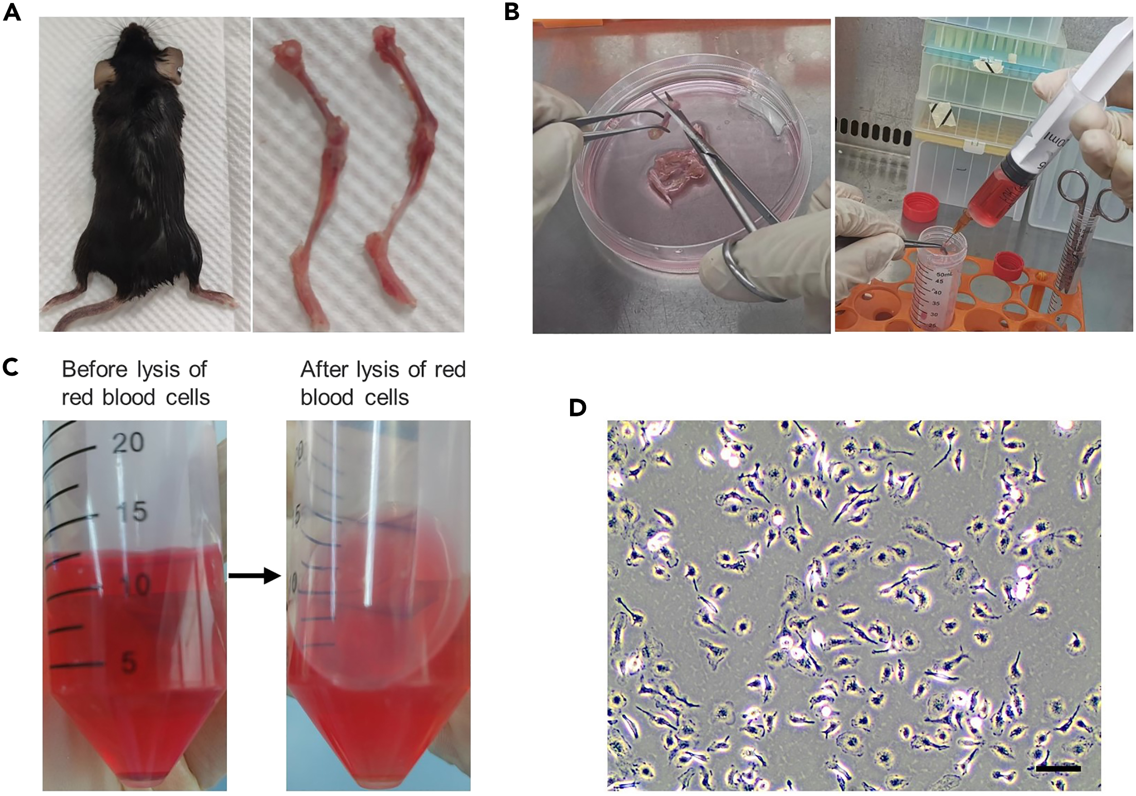 Cell Press: STAR Protocols