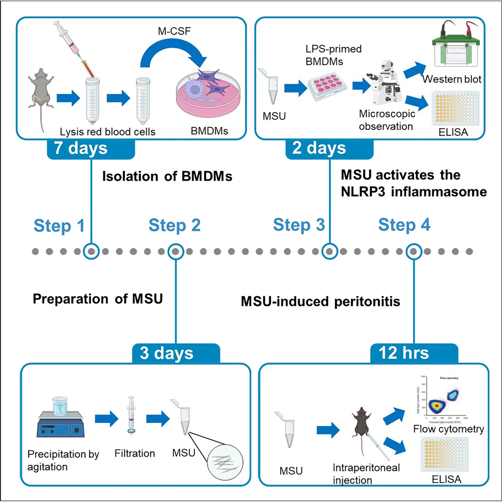 Cell Press: STAR Protocols