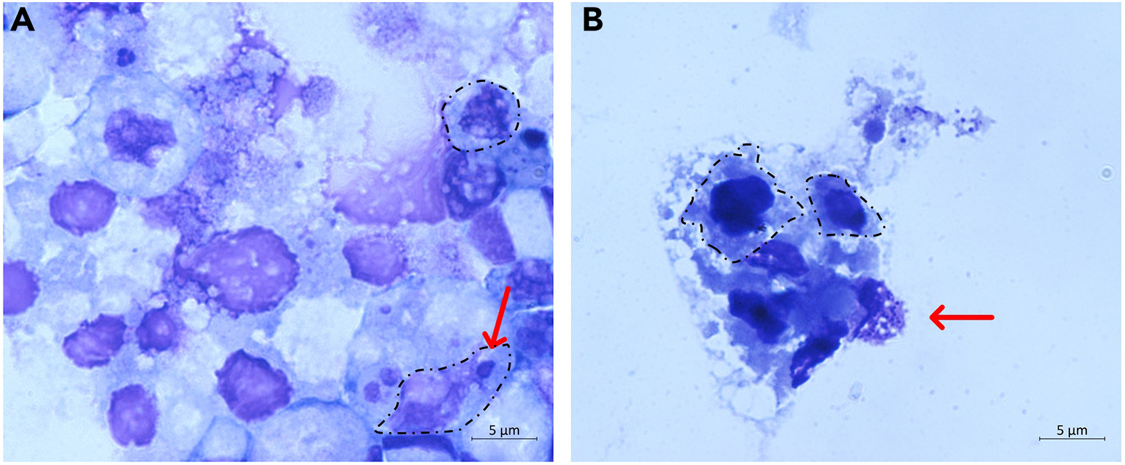 Cell Press: STAR Protocols