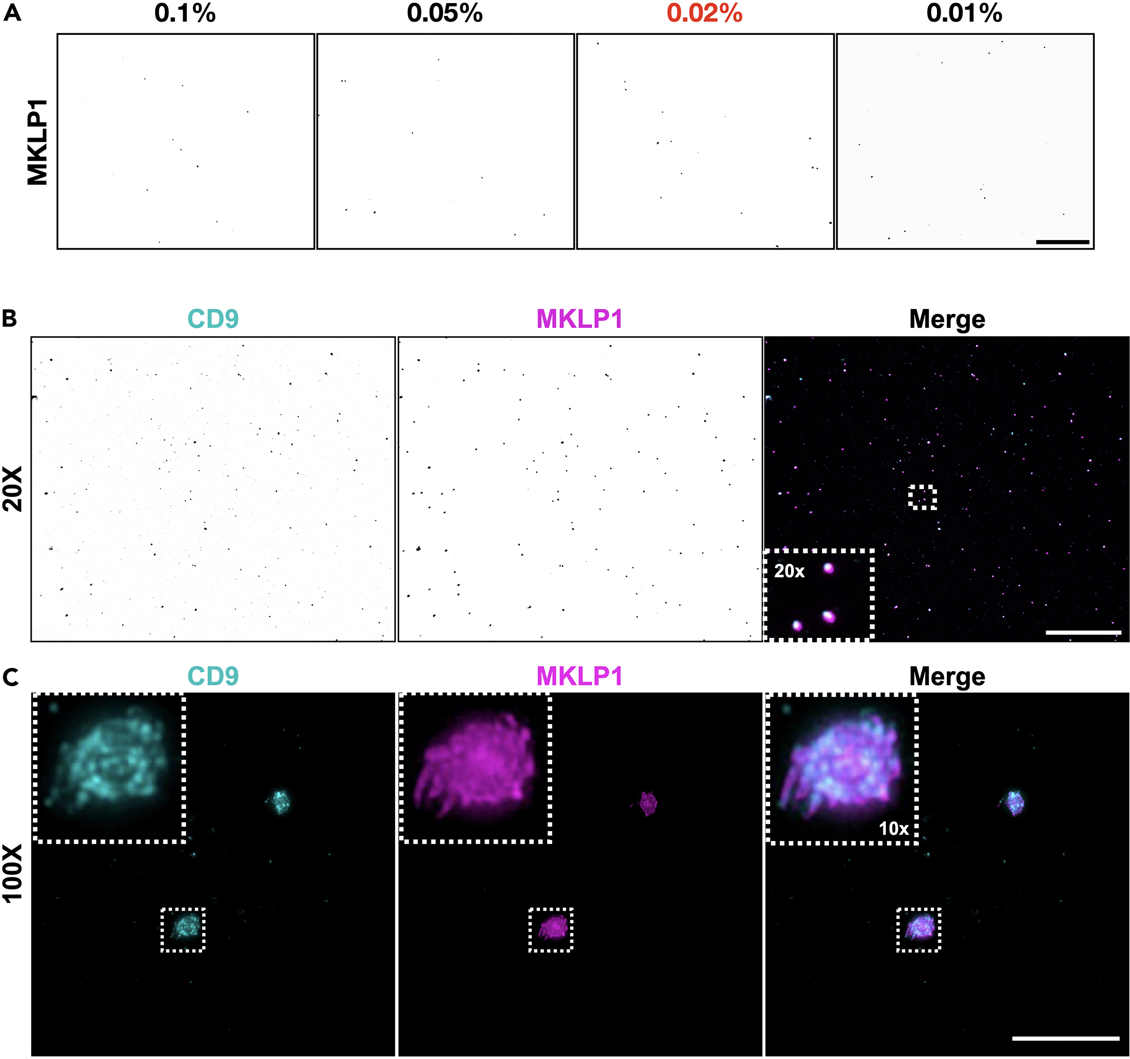Cell Press: STAR Protocols