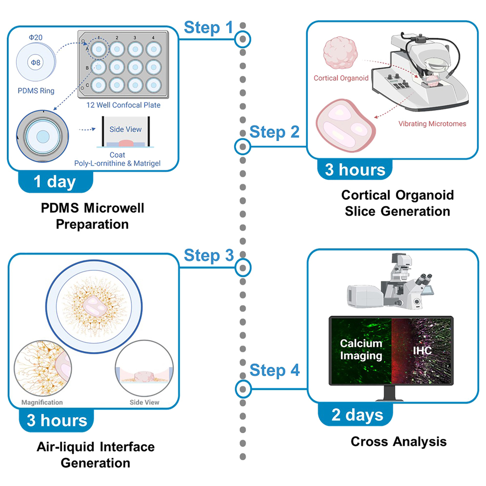 Cell Press: STAR Protocols