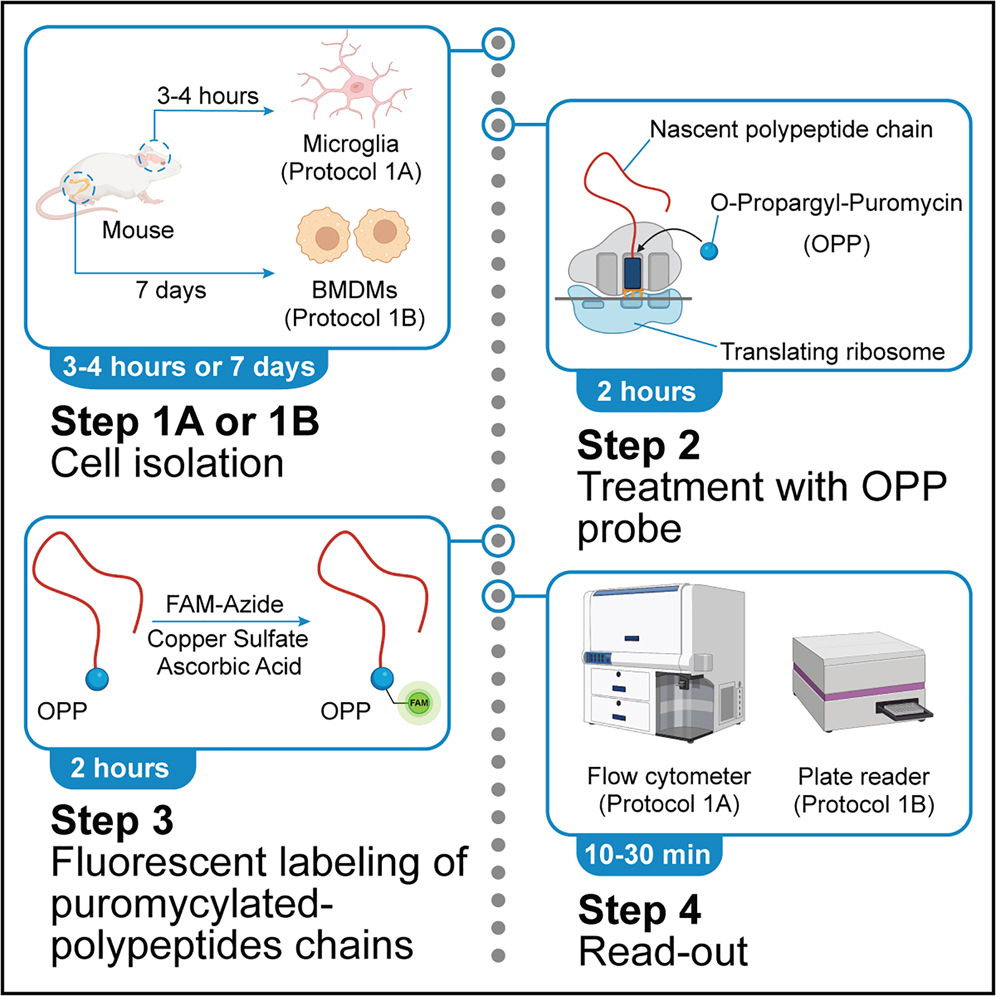 Cell Press: STAR Protocols