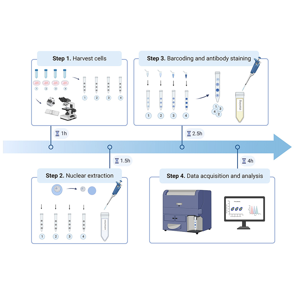 Cell Press: STAR Protocols