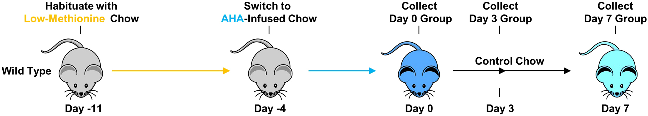 Cell Press: STAR Protocols