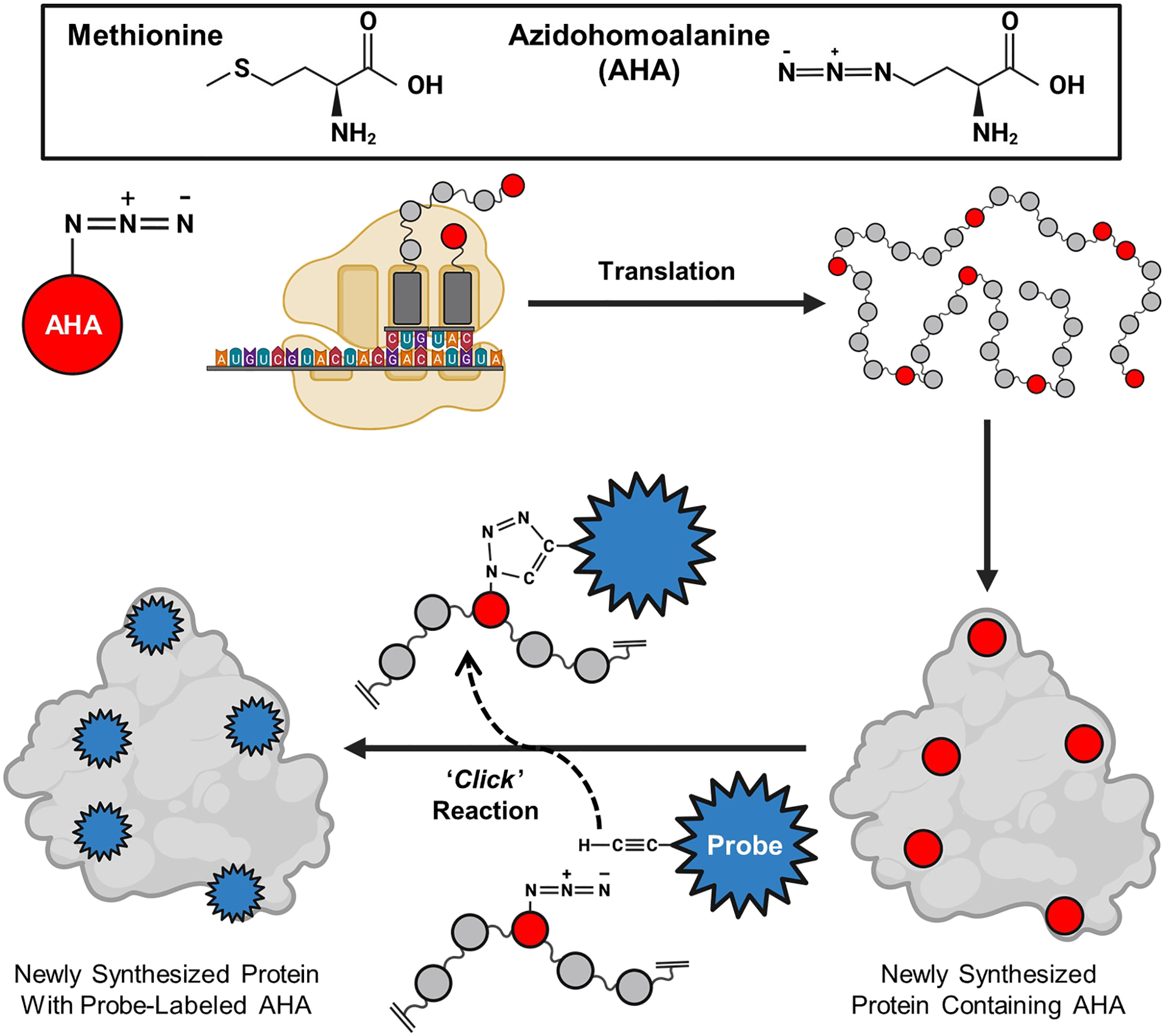 Cell Press: STAR Protocols