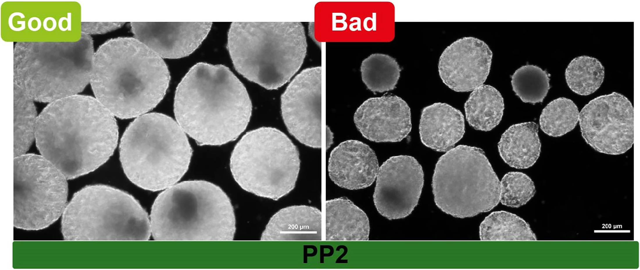 Cell Press: STAR Protocols