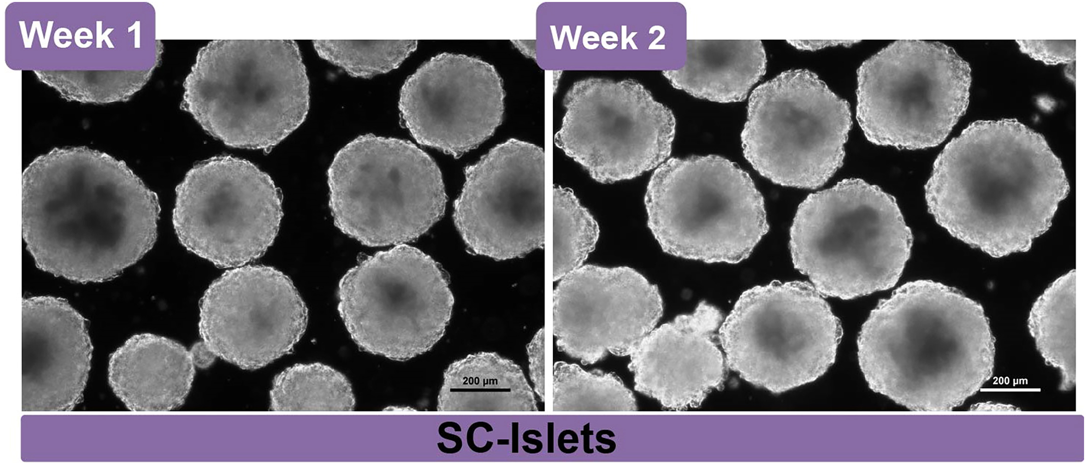 Cell Press: STAR Protocols