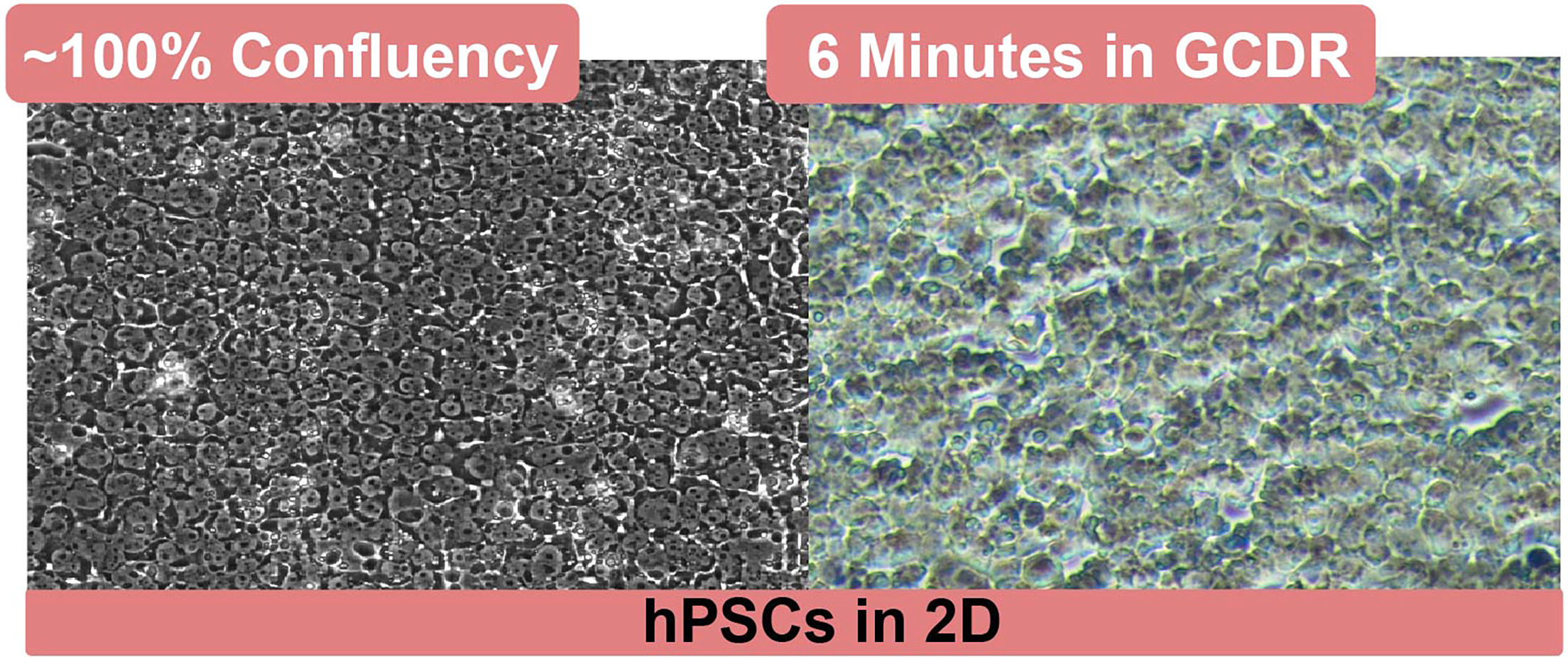 Cell Press: STAR Protocols