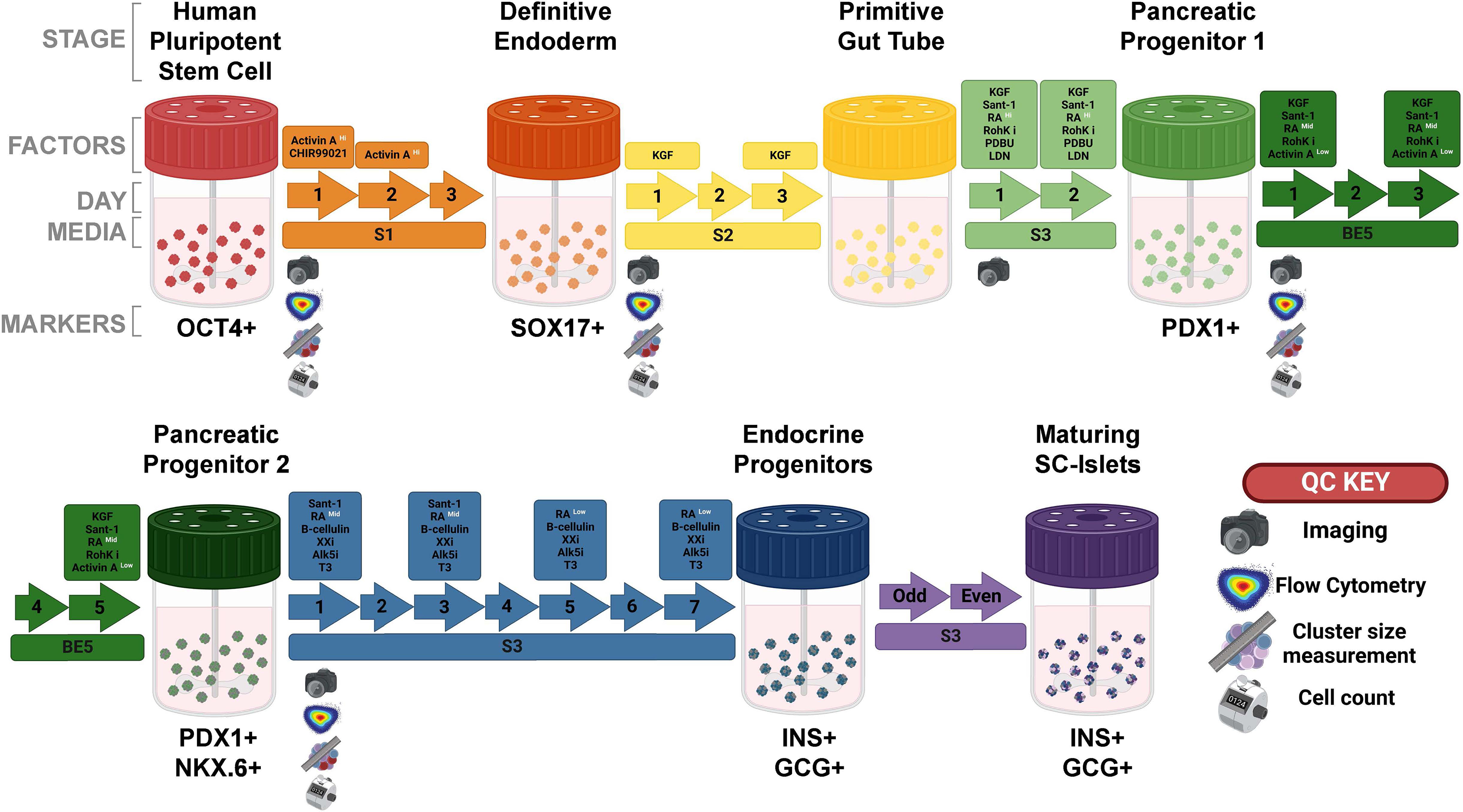 Cell Press: STAR Protocols