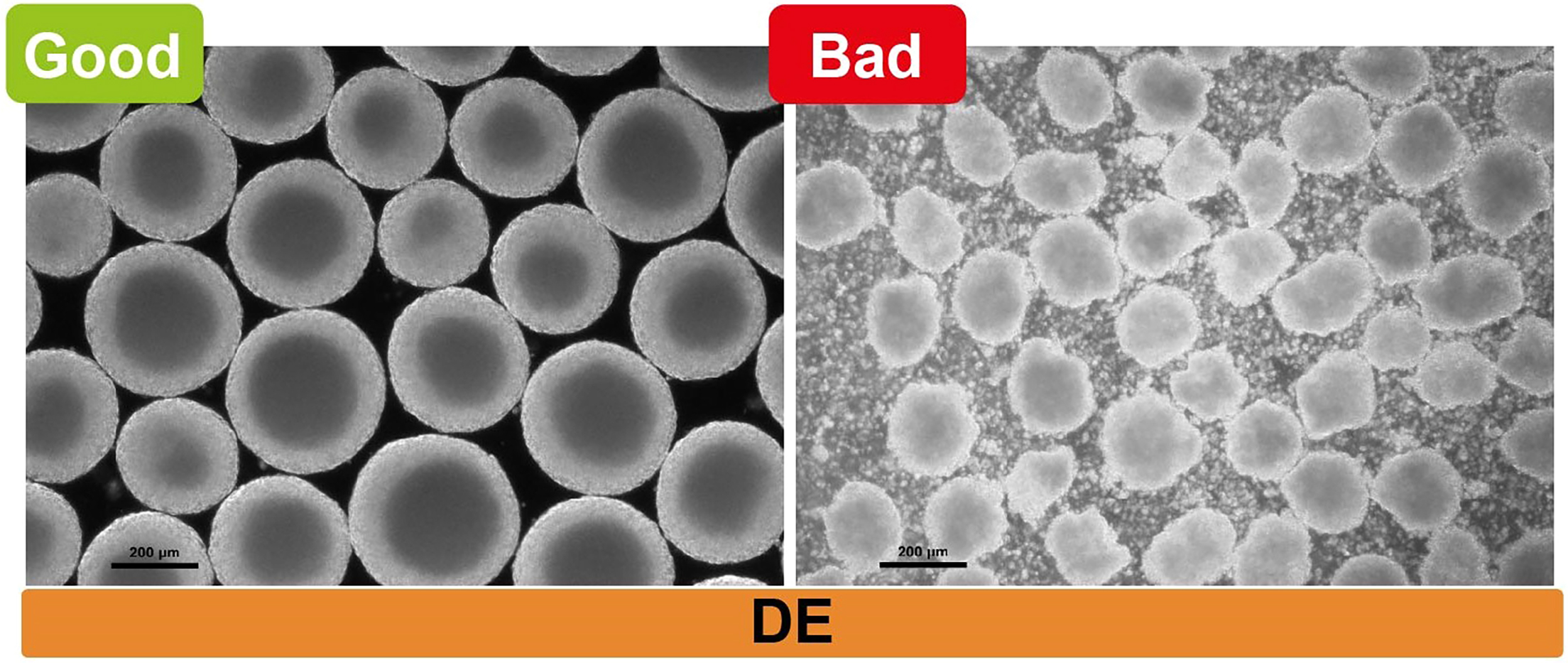 Cell Press: STAR Protocols