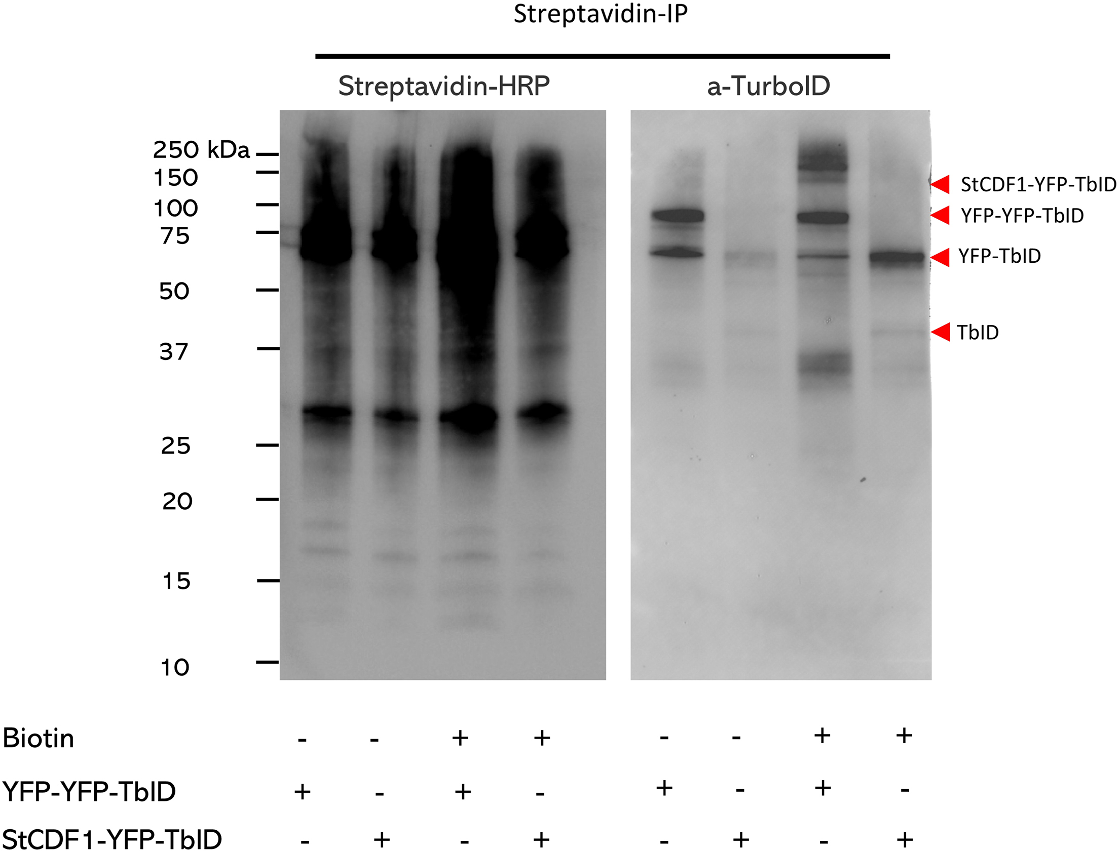 Cell Press: STAR Protocols
