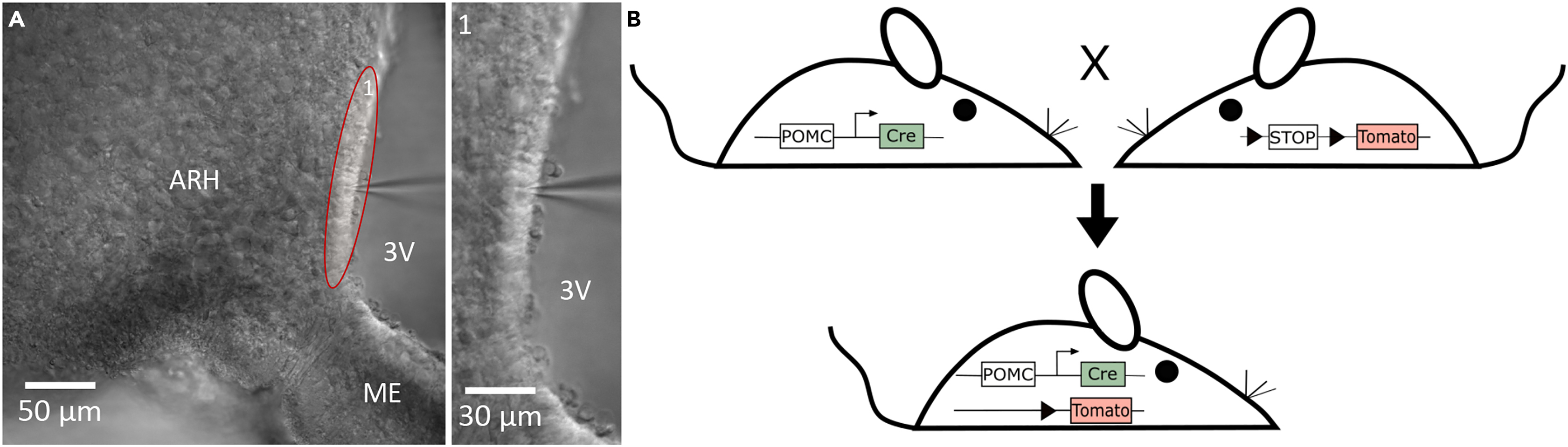 Cell Press: STAR Protocols