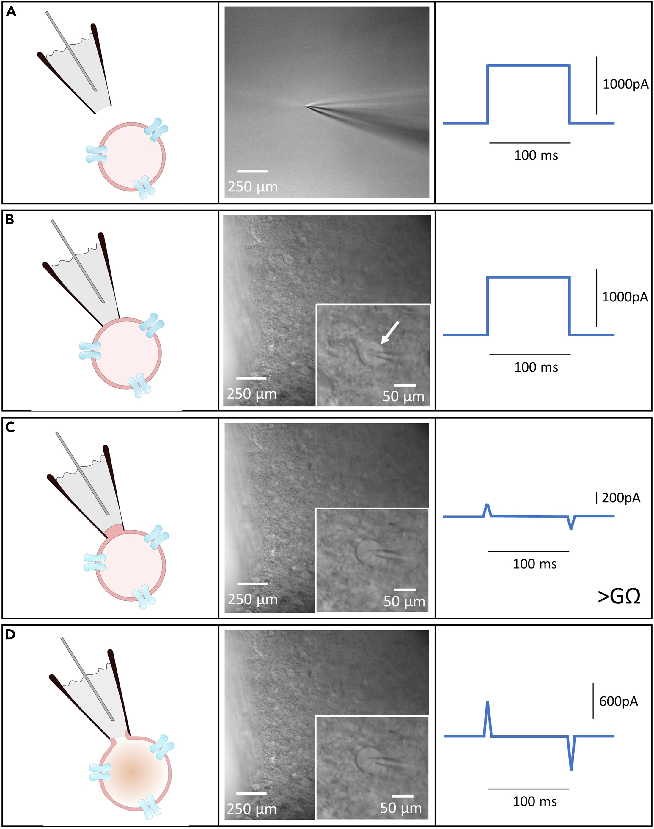 Cell Press: STAR Protocols