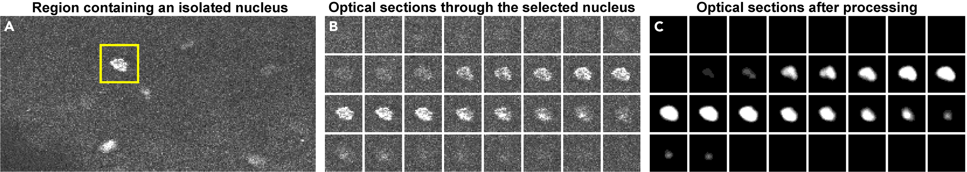 Cell Press: STAR Protocols
