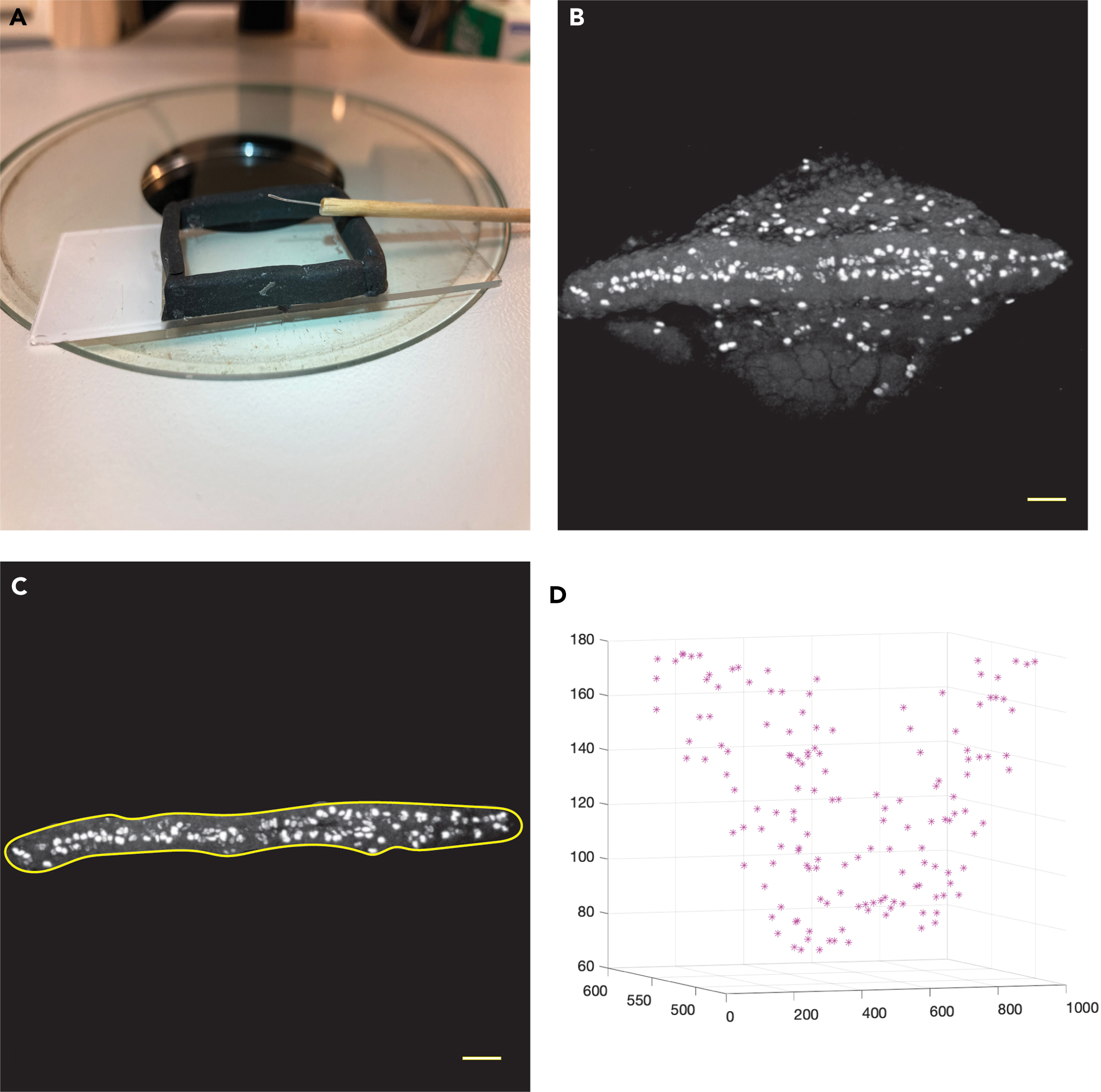 Cell Press: STAR Protocols