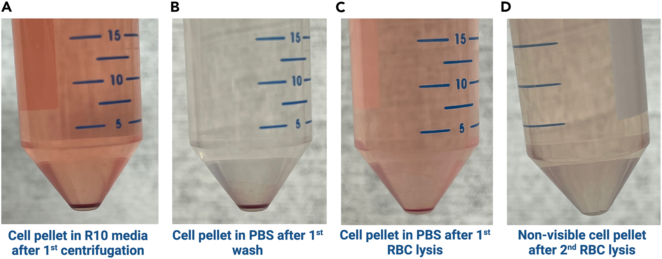 Cell Press: STAR Protocols