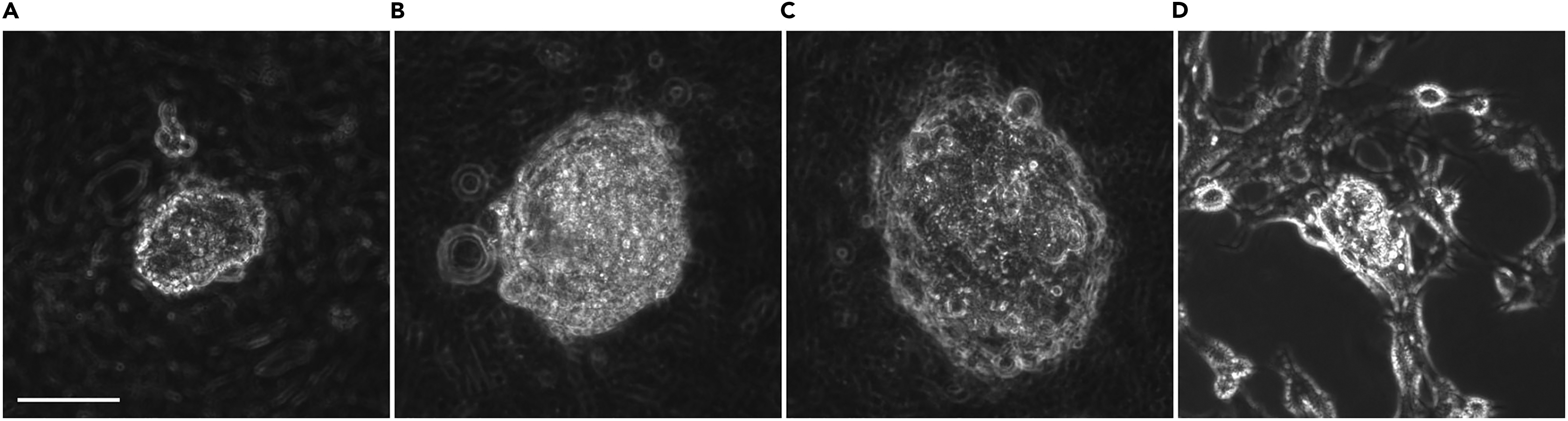 Cell Press: STAR Protocols