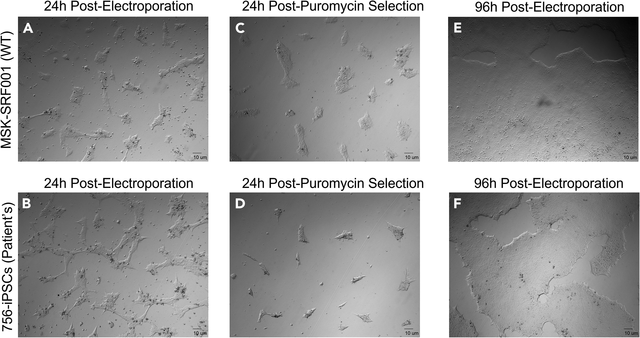 Cell Press: STAR Protocols