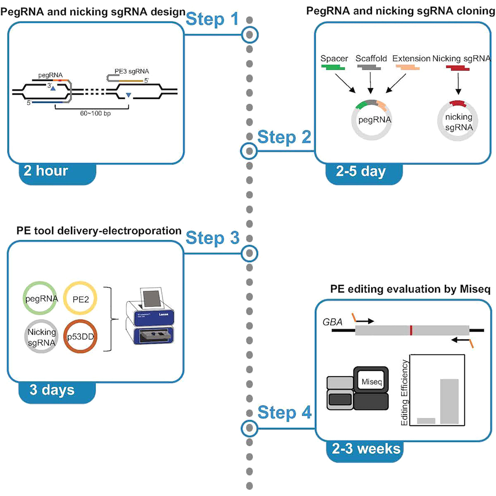 Cell Press: STAR Protocols