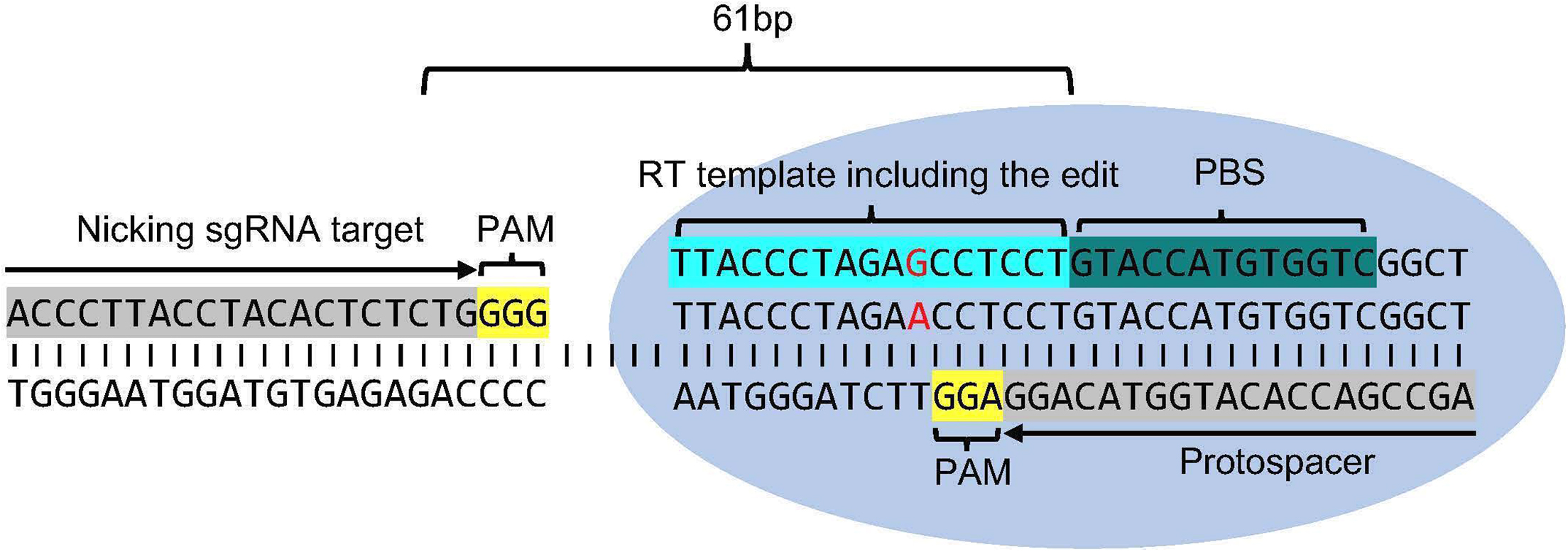 Cell Press: STAR Protocols