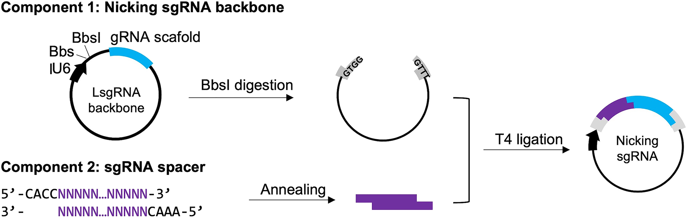 Cell Press: STAR Protocols