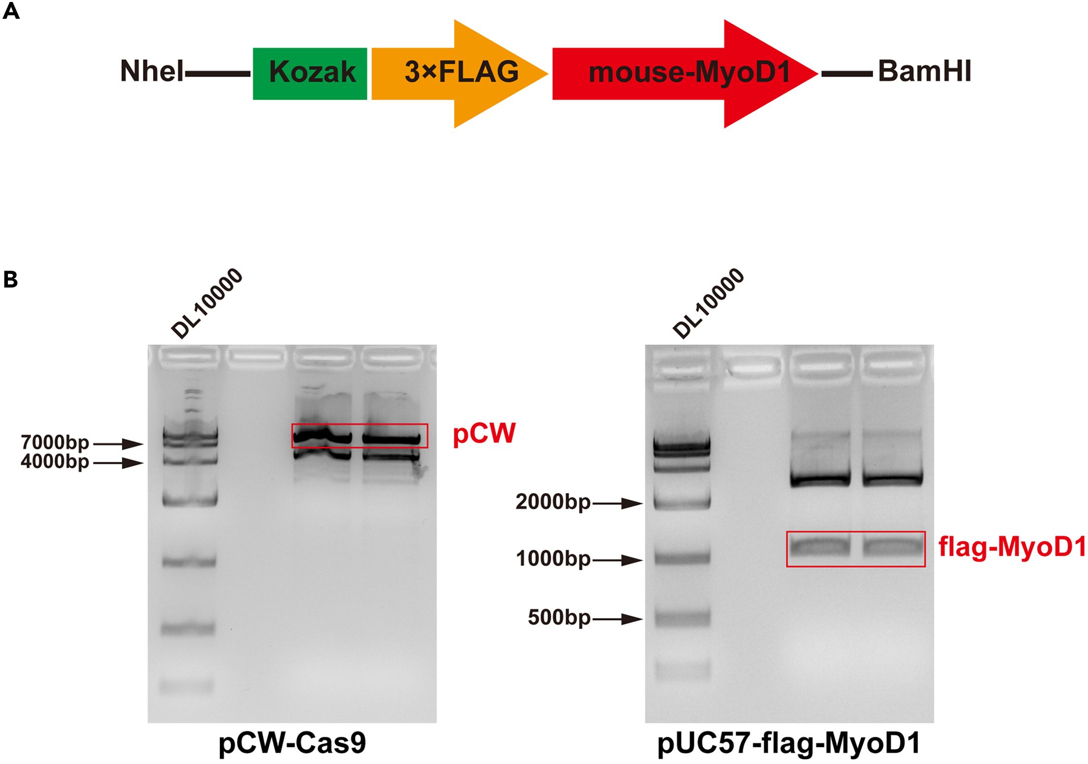 Cell Press: STAR Protocols
