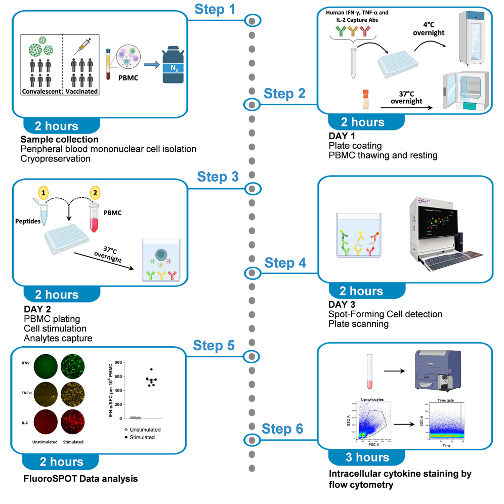 Cell Press: STAR Protocols